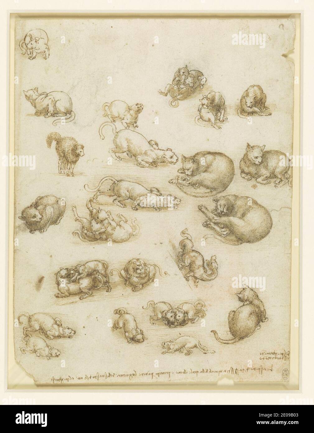 Leonardo da Vinci - Cats, lions, and a dragon c.1517-18 Stock Photo - Alamy
