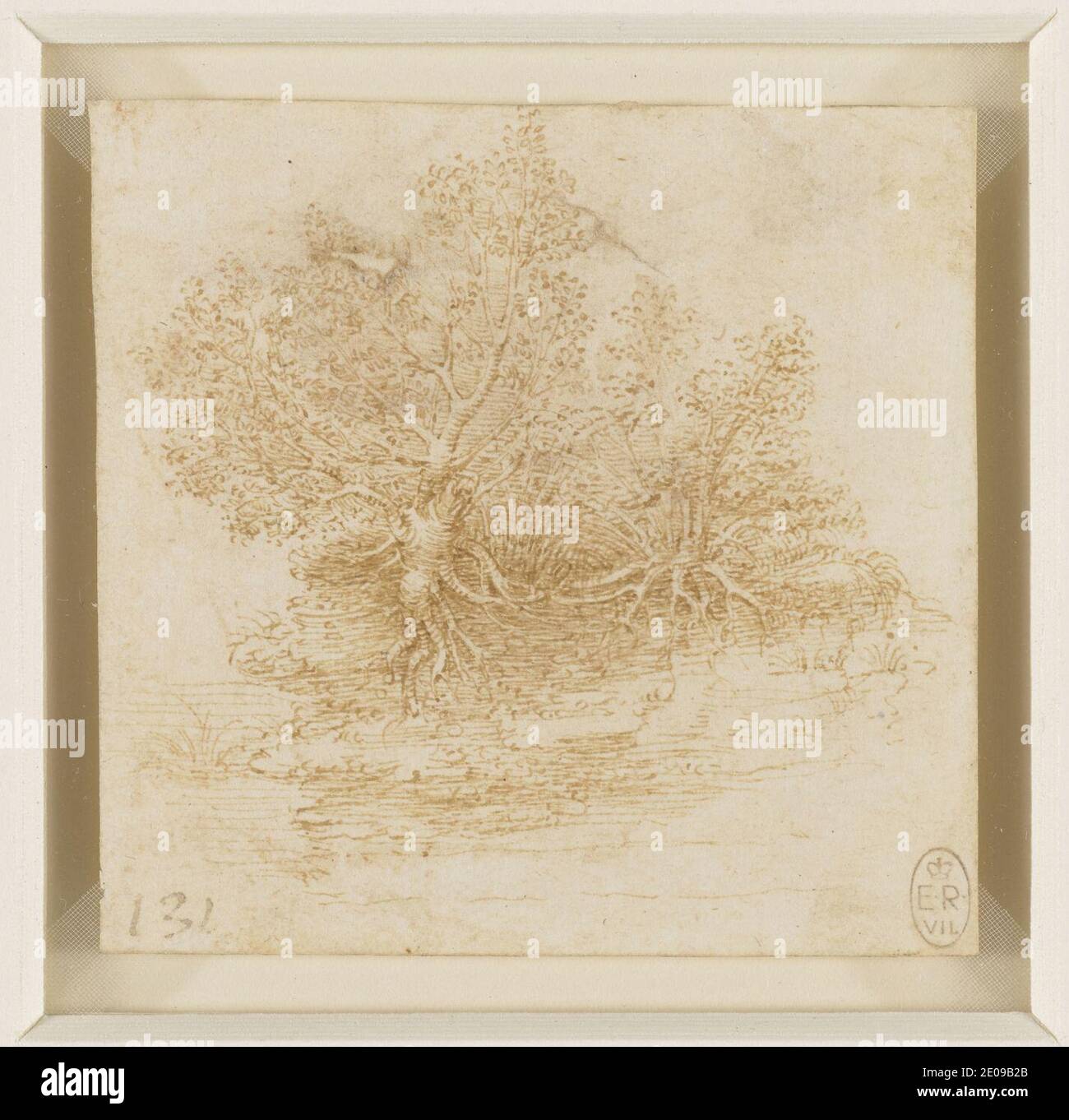 Leonardo da Vinci - Two willow trees (Salix sp.) c.1511-13 Stock Photo ...