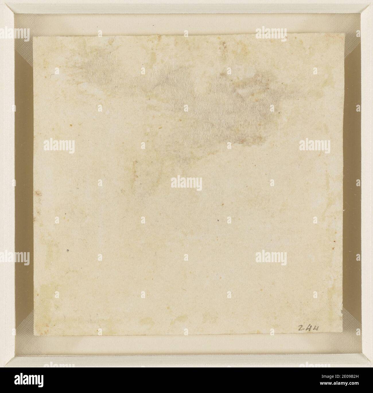 Leonardo da Vinci - v, Two willow trees (Salix sp.) c.1511-13 Stock ...