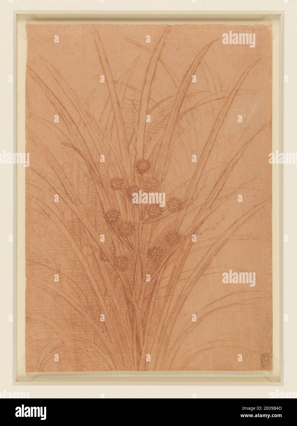 Leonardo da Vinci - Recto A branched bur-reed Stock Photo - Alamy