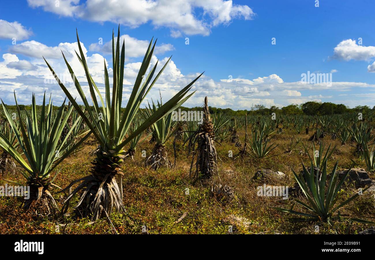 Agave field on Yucatan peninsula Stock Photo - Alamy