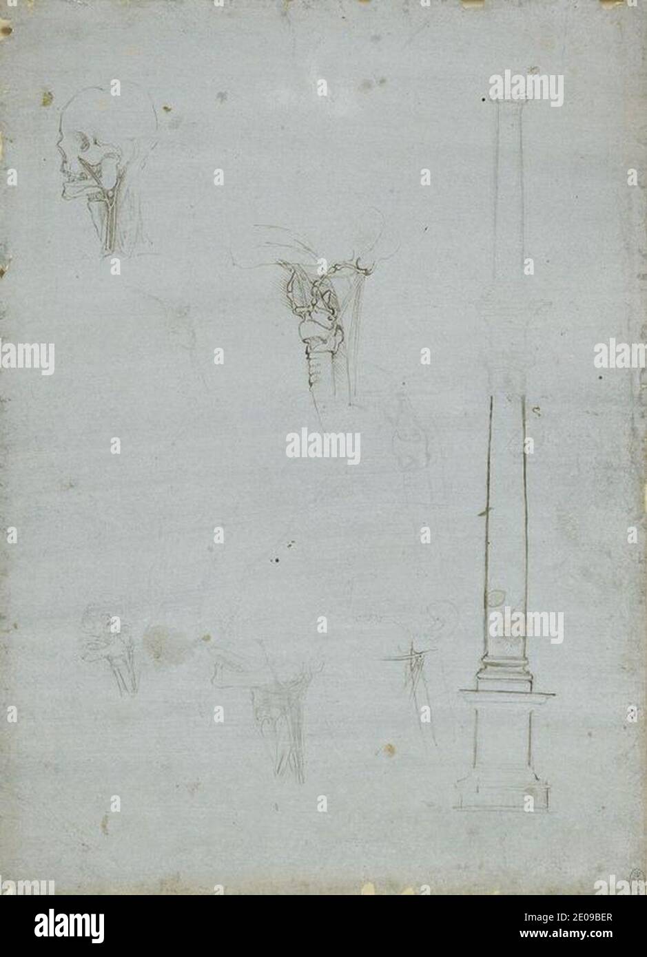 Leonardo da Vinci - The anatomy of a monkey's () neck, and the ...