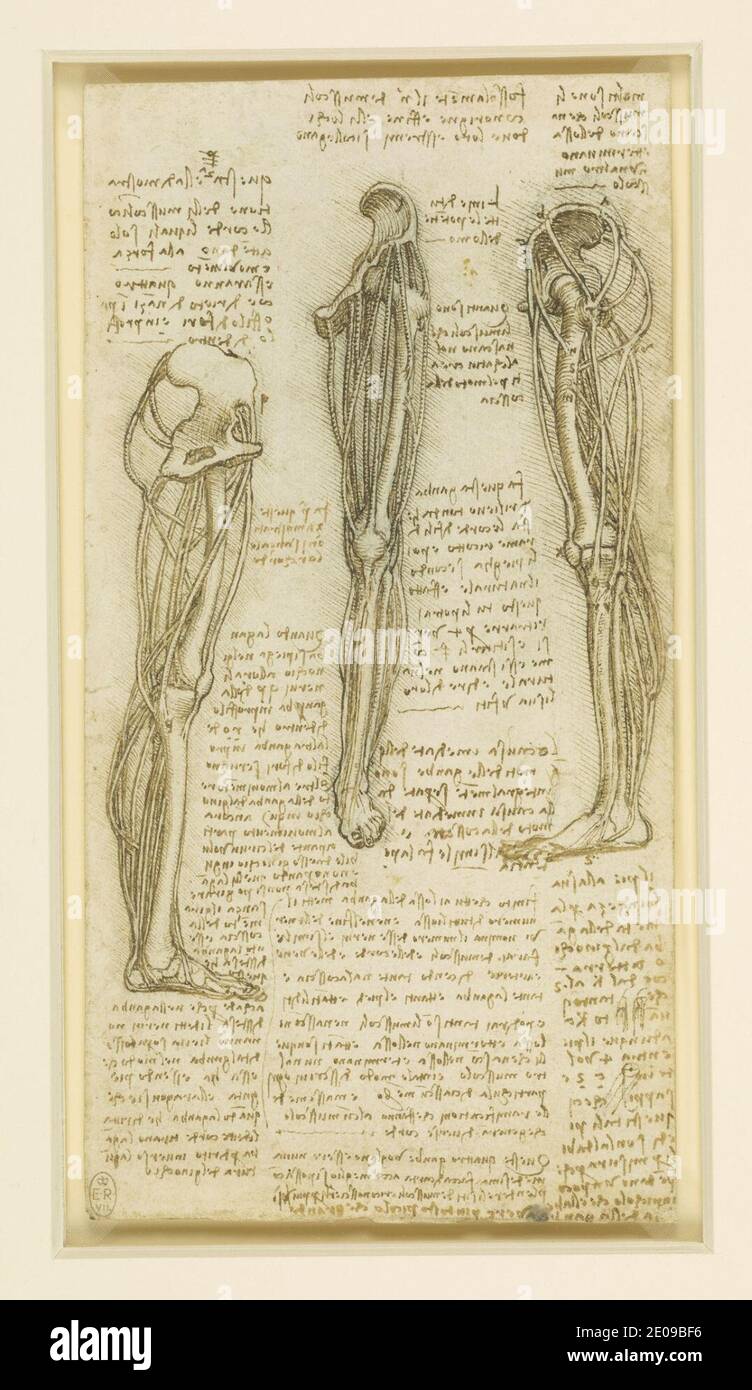 Leonardo da Vinci - Recto The bones and schematised muscles of the leg ...