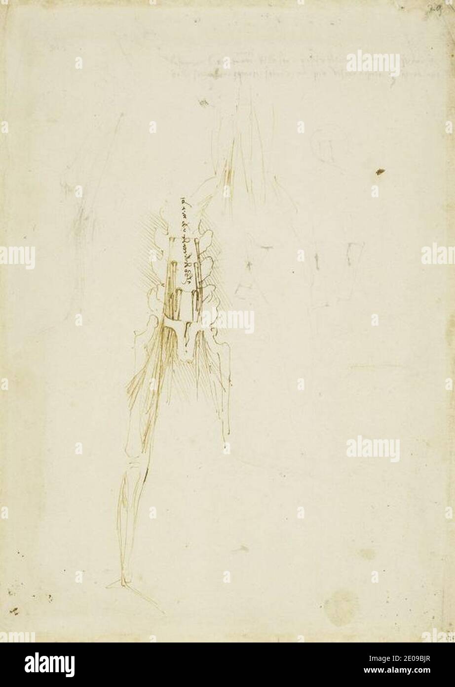 Leonardo da Vinci - Verso The bones and nerves of the lower back and ...