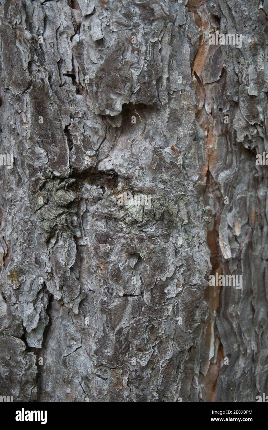 tree bark surface texture close up in national park of spain Stock ...