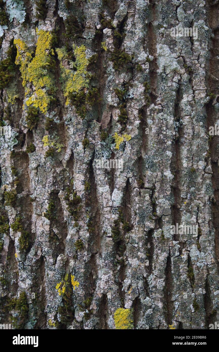 tree bark surface texture close up in national park of spain Stock ...