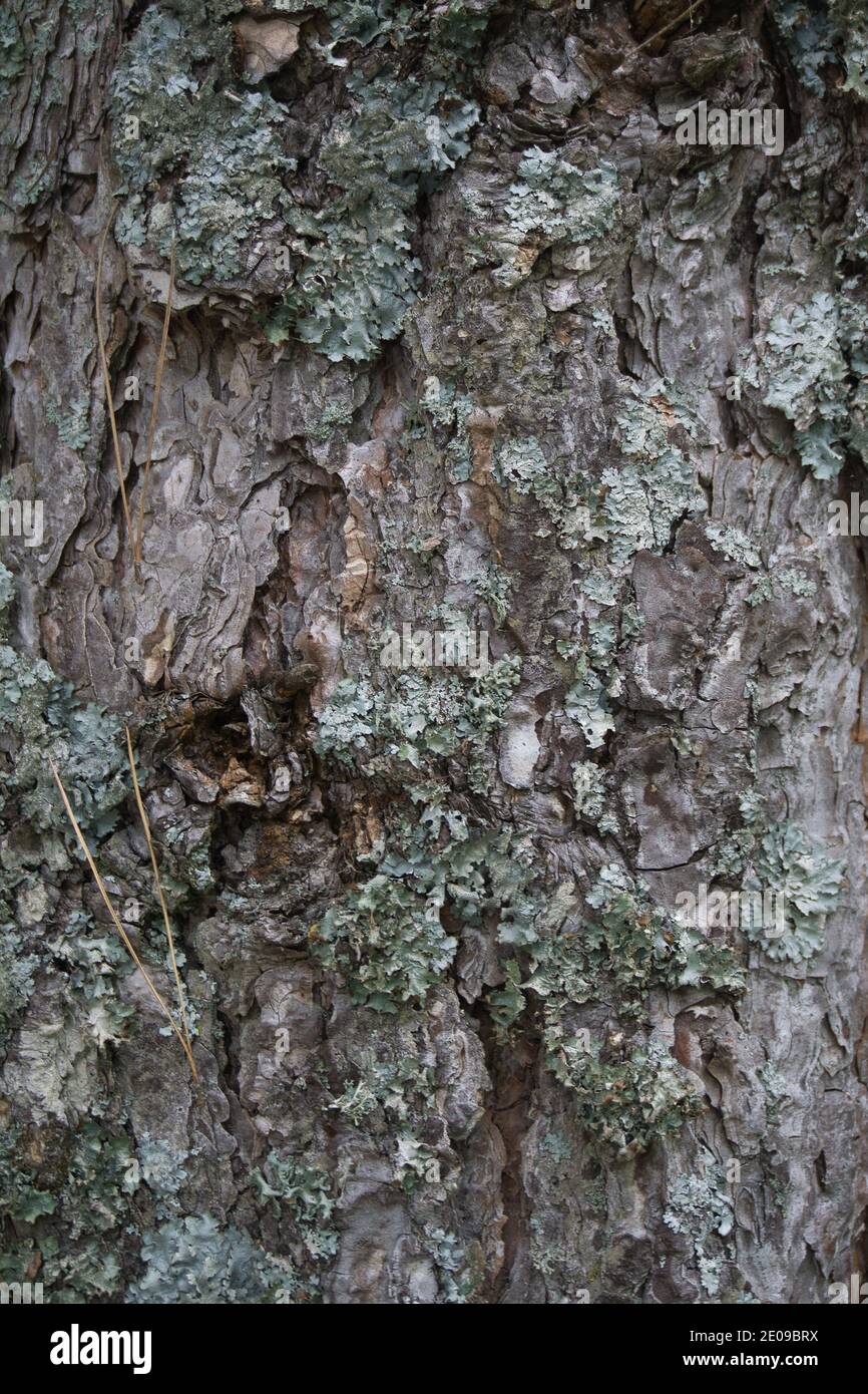 tree bark surface texture close up in national park of spain Stock ...