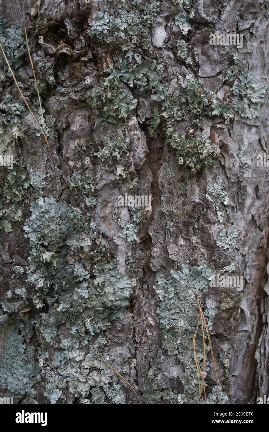 tree bark surface texture close up in national park of spain Stock ...