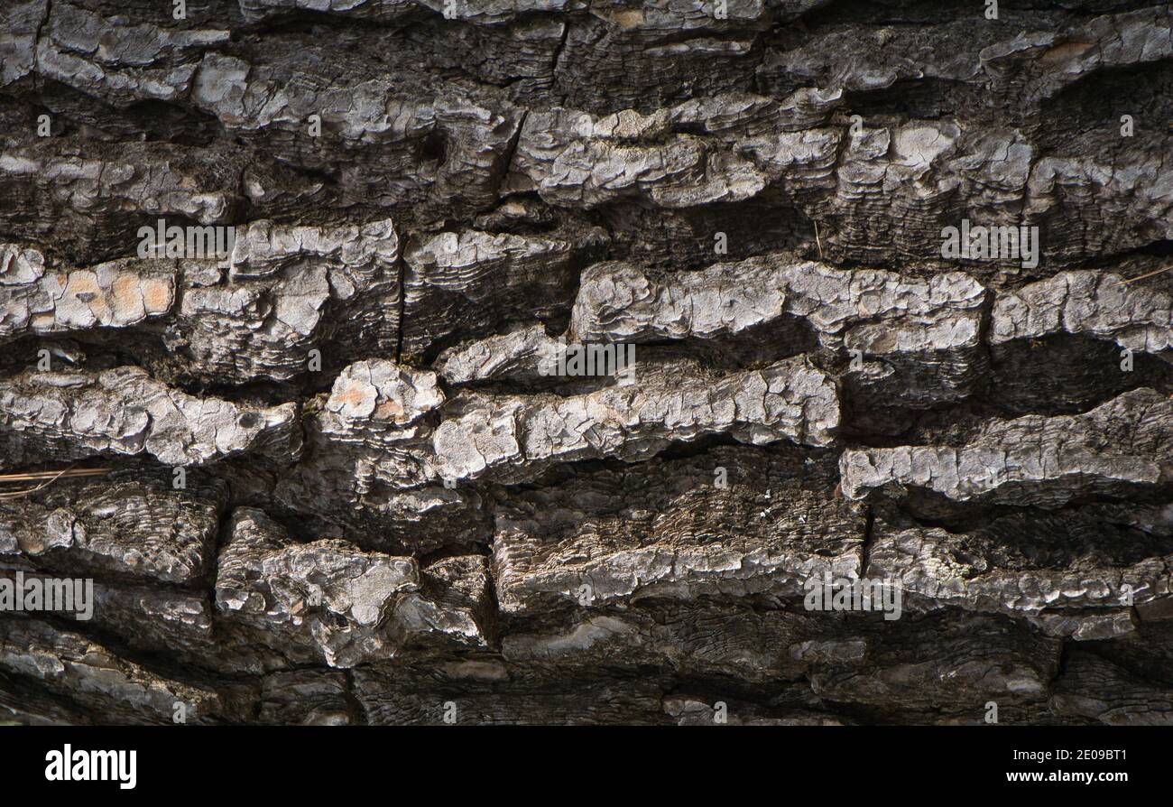 tree bark surface texture close up in national park of spain Stock ...