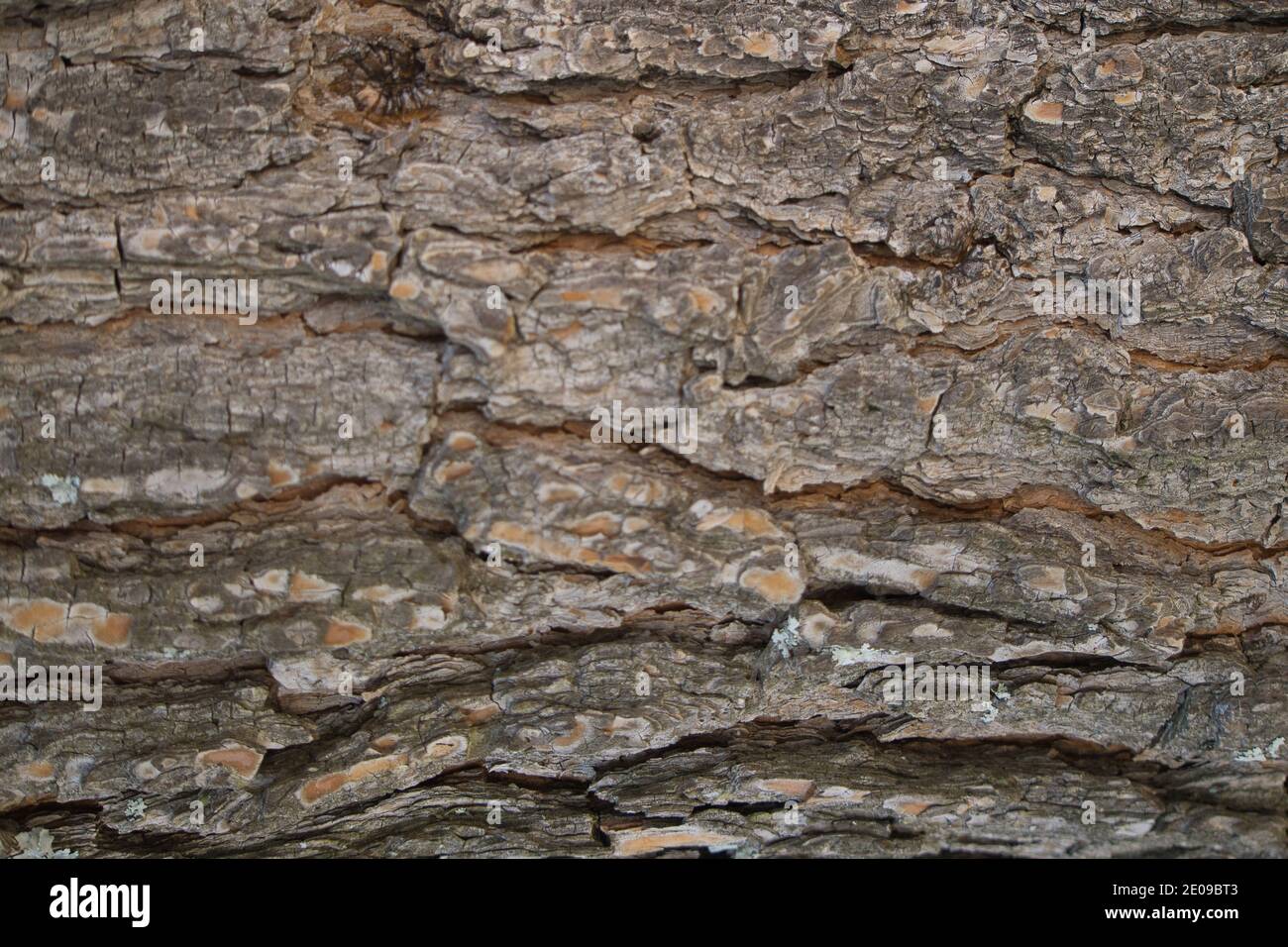 tree bark surface texture close up in national park of spain Stock ...