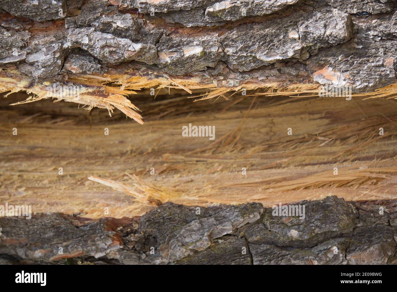 tree bark surface texture close up in national park of spain Stock ...