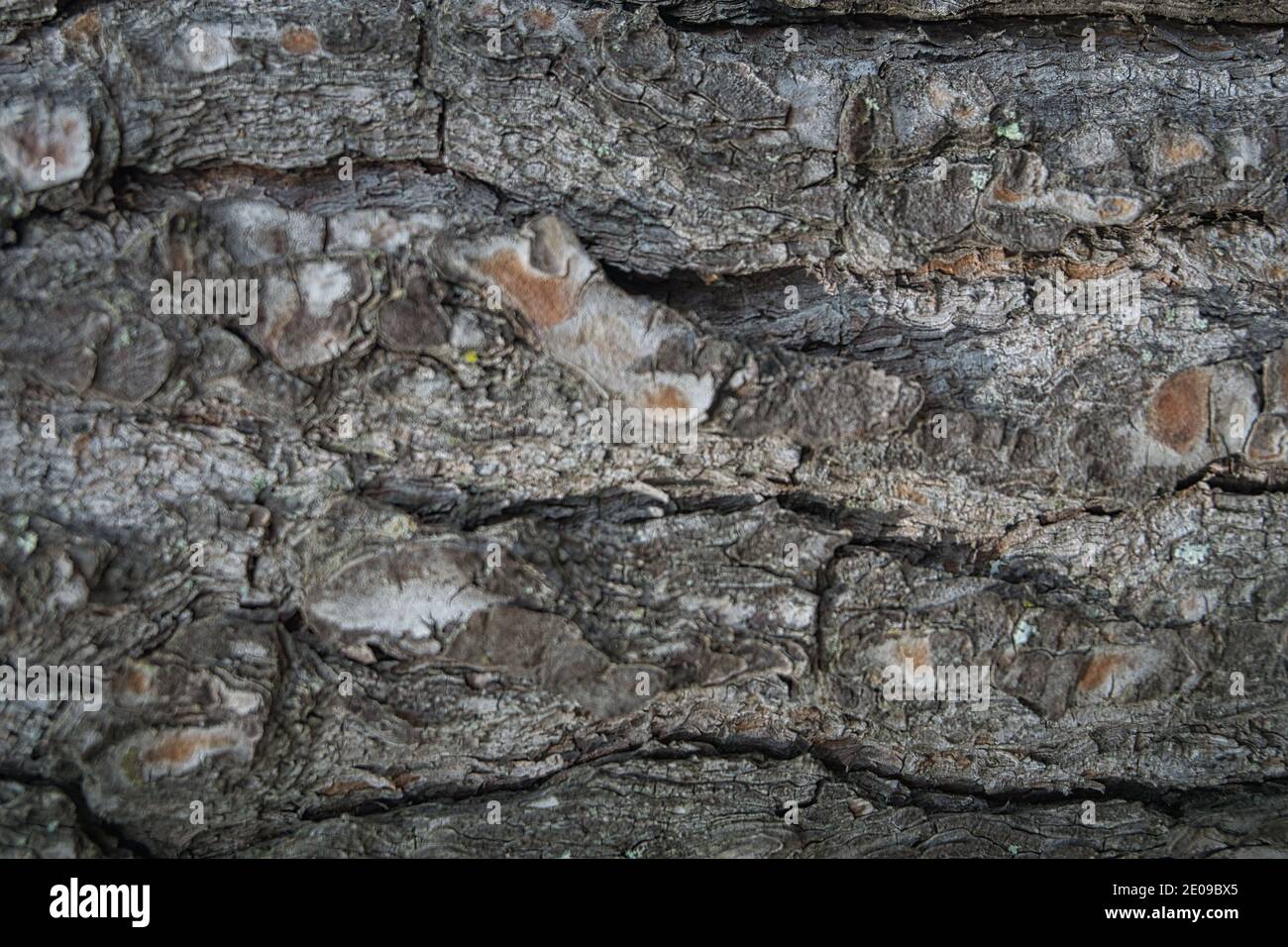 tree bark surface texture close up in national park of spain Stock ...