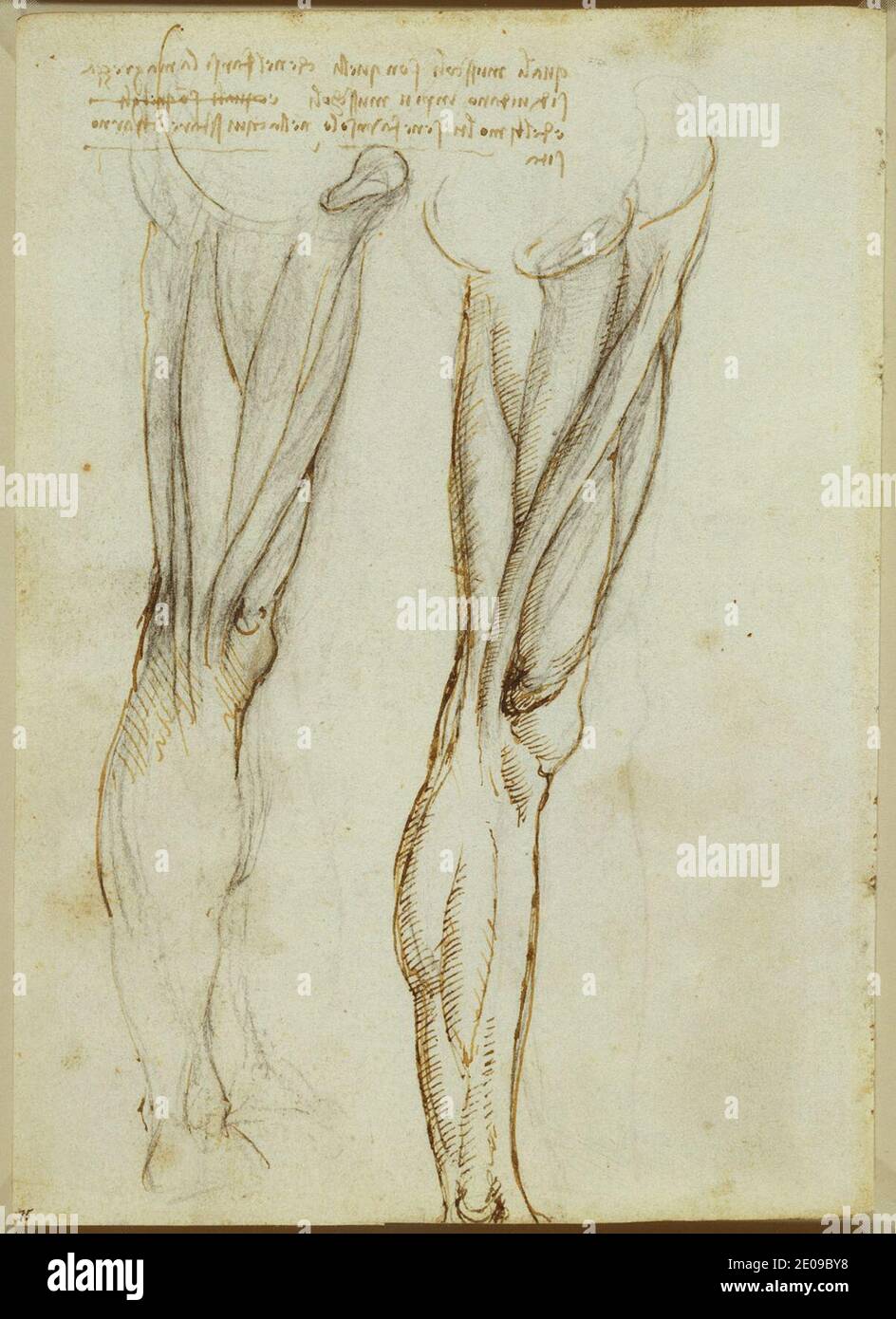 Leonardo da Vinci - Verso The muscles of the thigh c.1508 Stock Photo ...