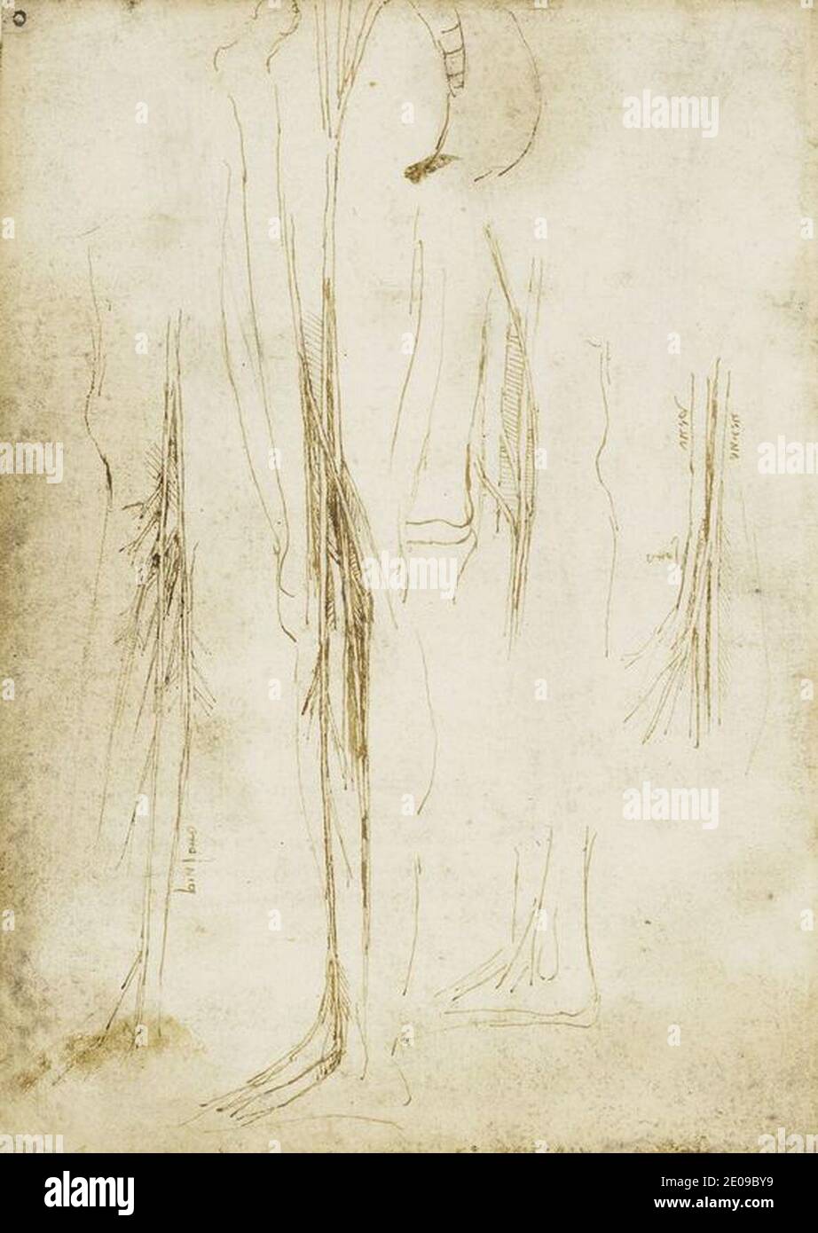 Leonardo da Vinci - Verso The nerves and the vessels of the leg c.1508 ...