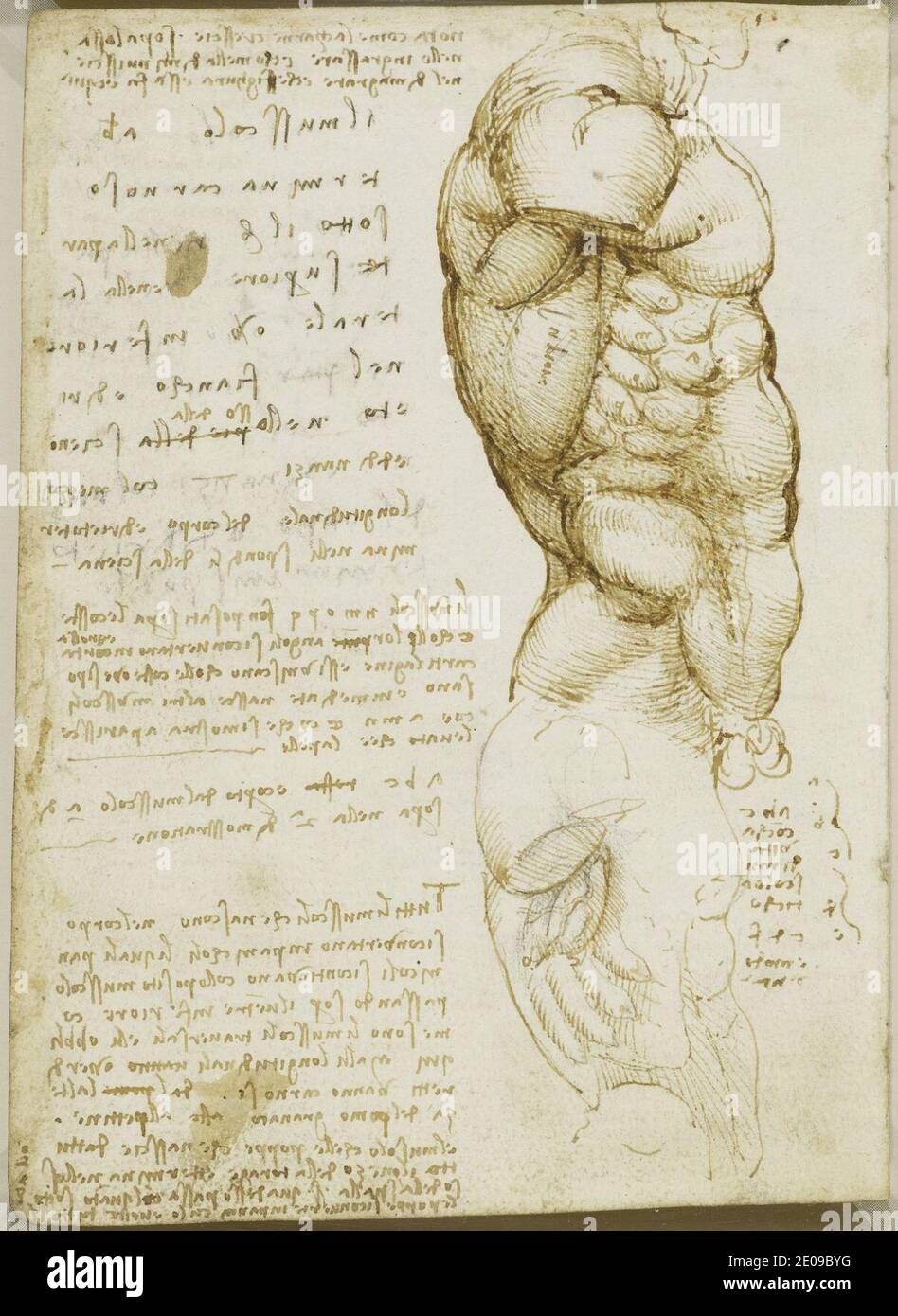 Leonardo da Vinci - Verso The muscles of the torso c.1508 Stock Photo ...