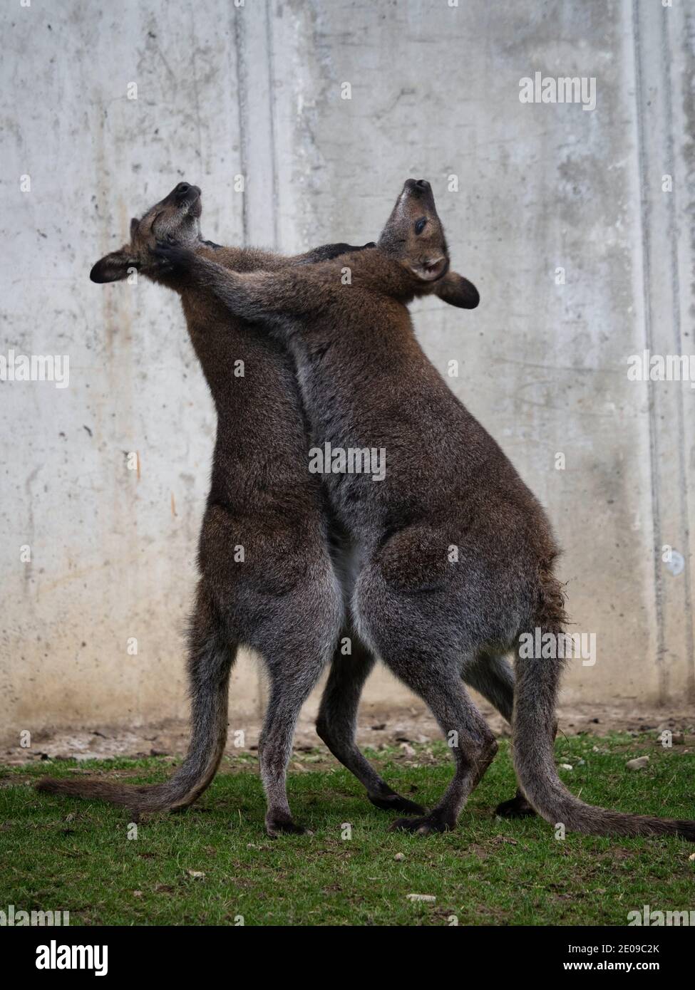 Red necked wallaby fighting hi-res stock photography and images - Alamy