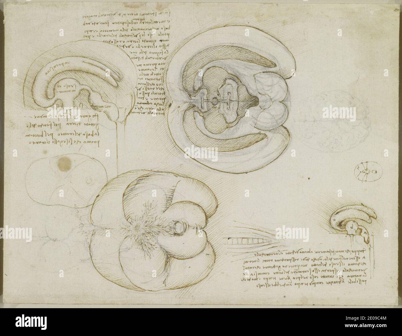 Leonardo da Vinci - The brain c.1508-9 Stock Photo - Alamy