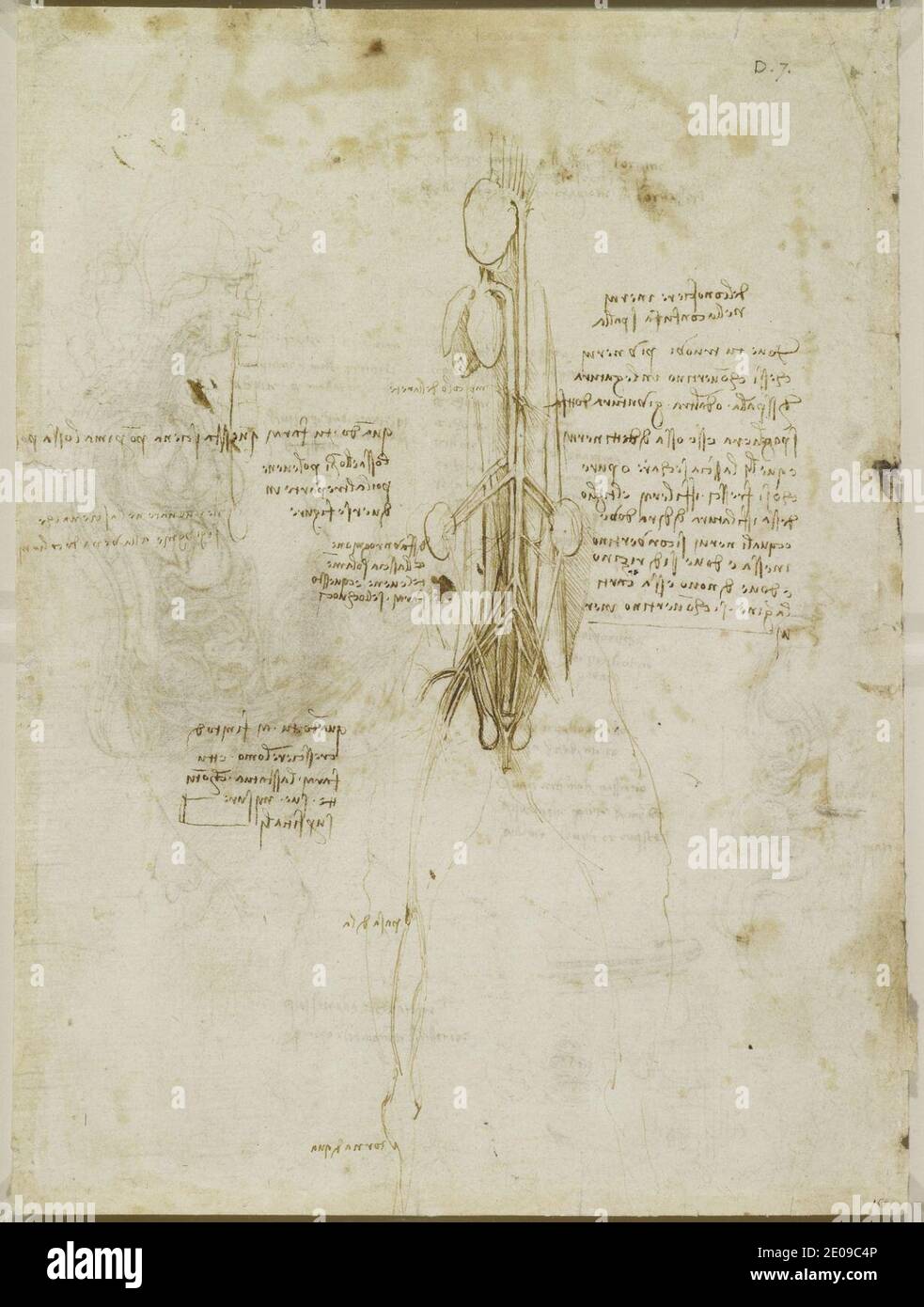 Coition hi-res stock photography and images - Alamy