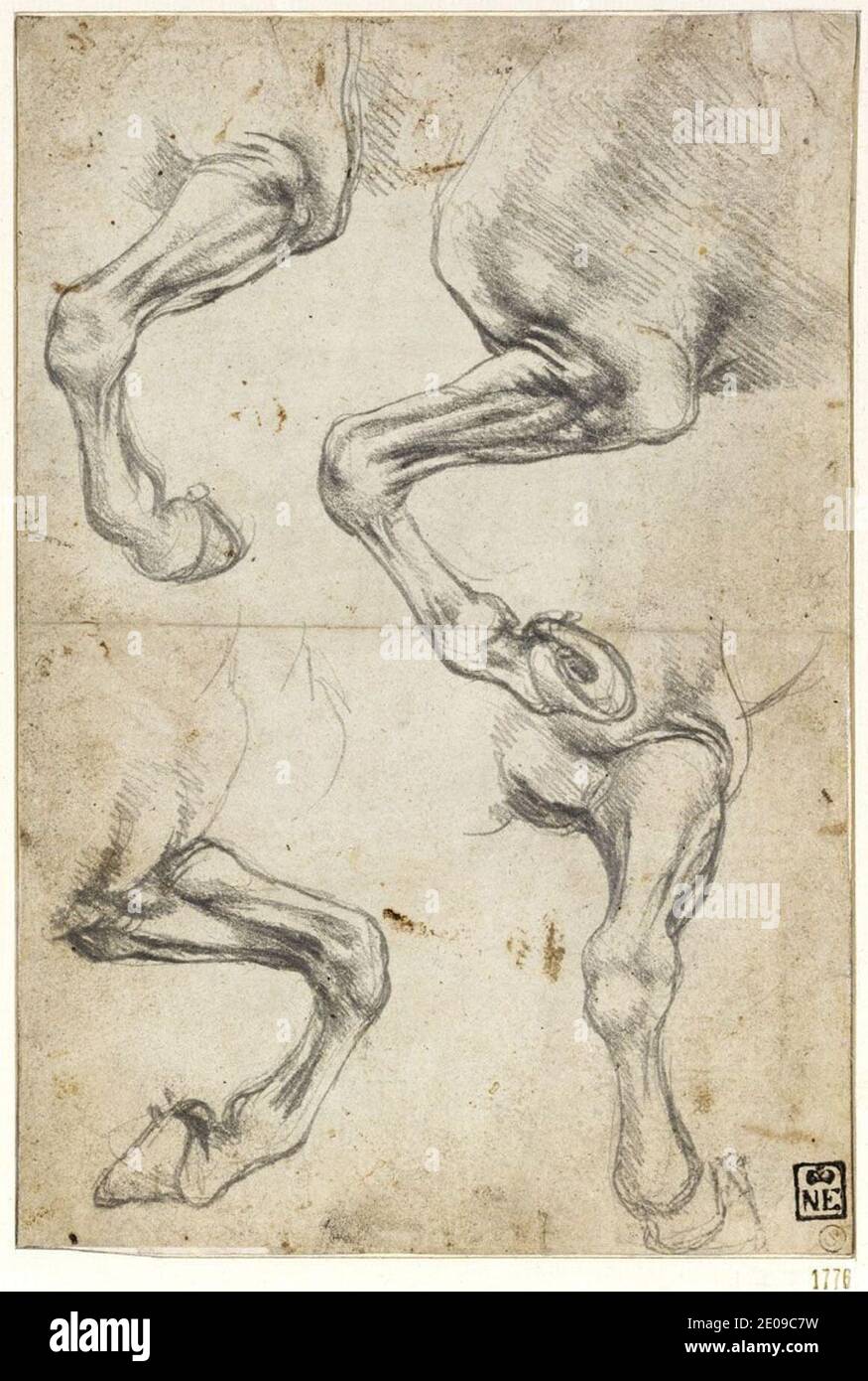 Leonardo da Vinci - Studies of Horses’ Legs, 1776, ca. 1490 Stock Photo ...