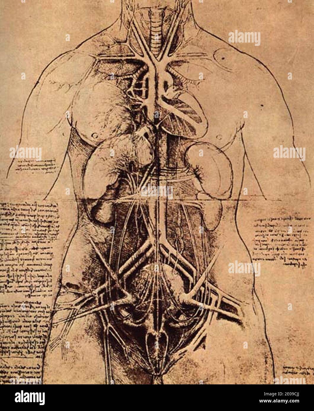 Leonardo da vinci, Drawing of a Woman's Torso Stock Photo - Alamy