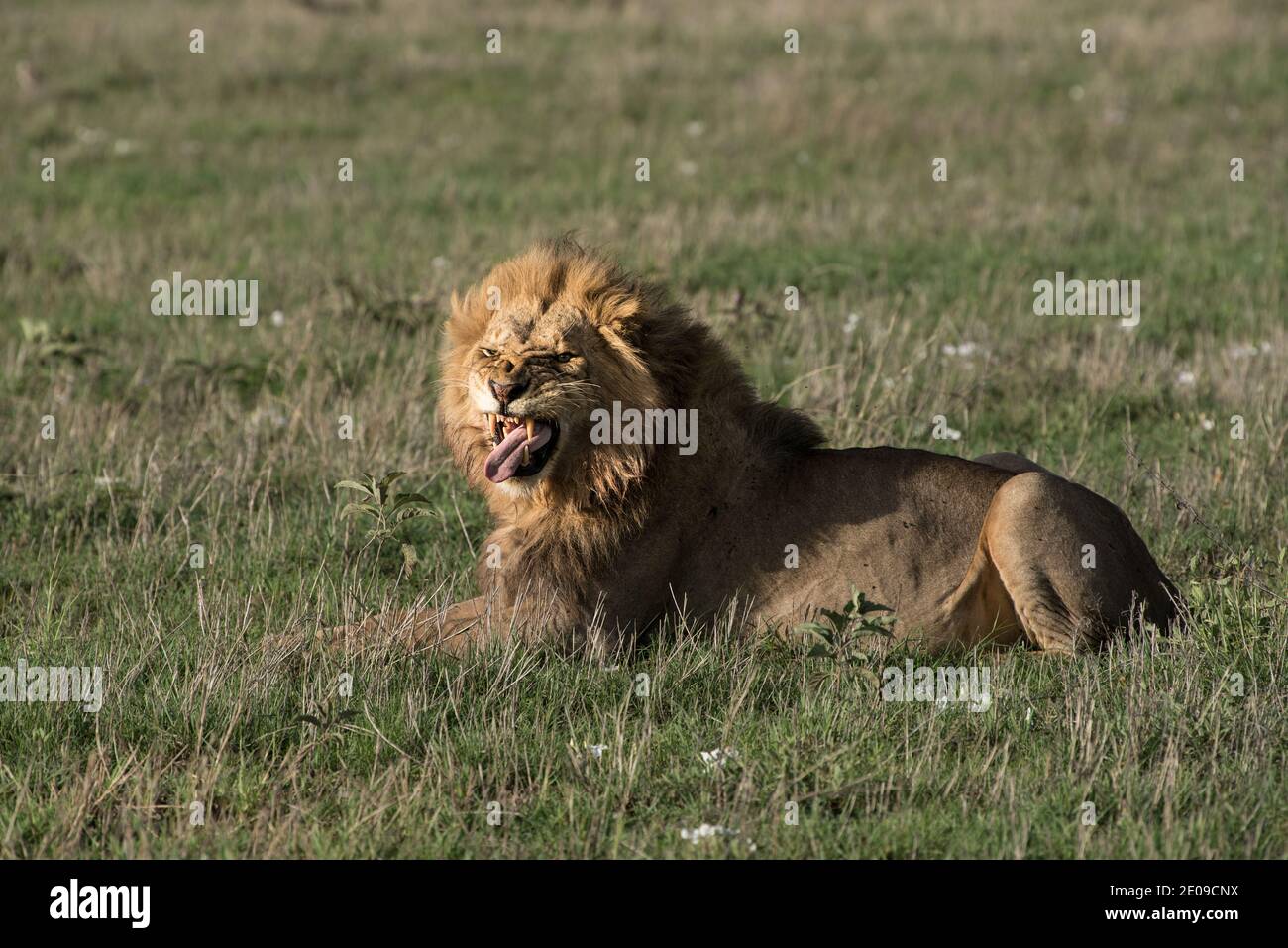 Lion in its habitat hi-res stock photography and images - Alamy