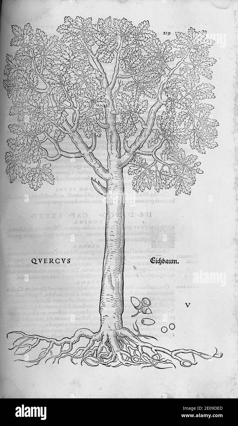 Leonhart Fuchs Eiche 1542 Stock Photo - Alamy