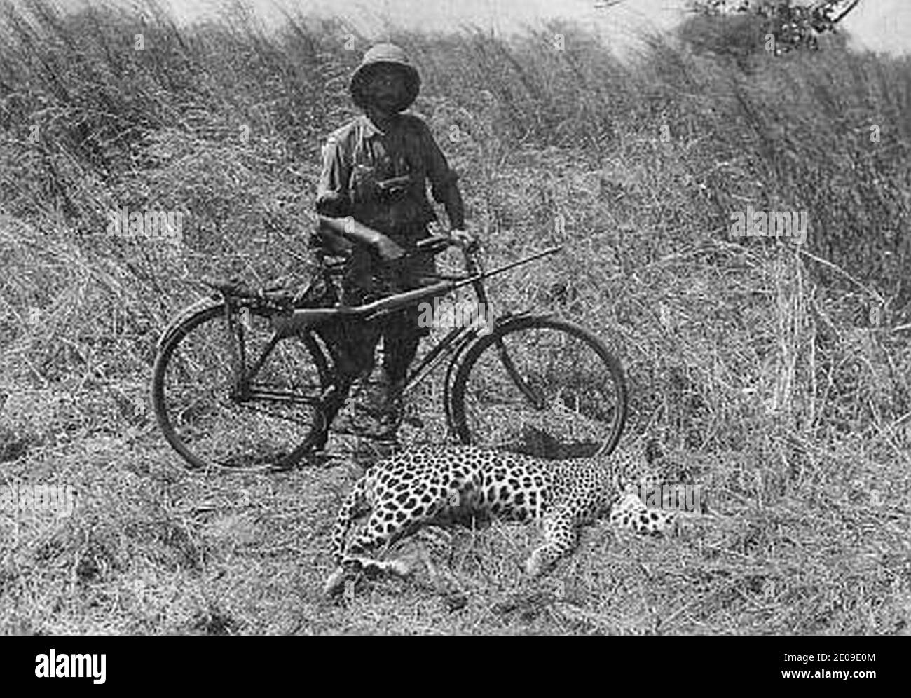Hunting leopard Black and White Stock Photos & Images - Alamy