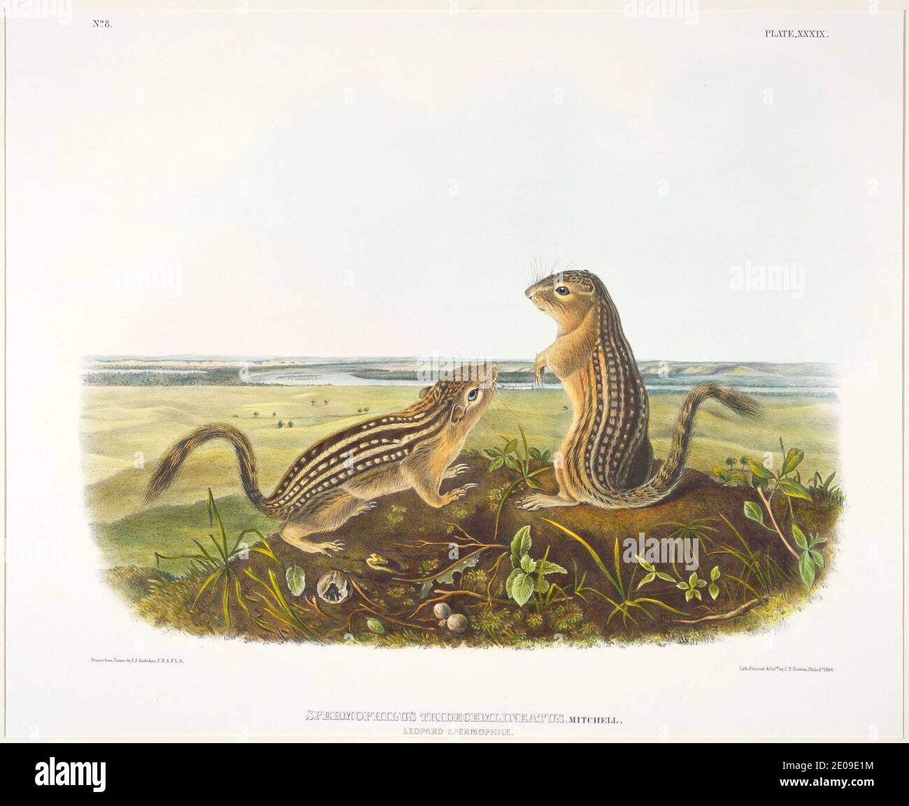 Spermophile hi-res stock photography and images - Alamy