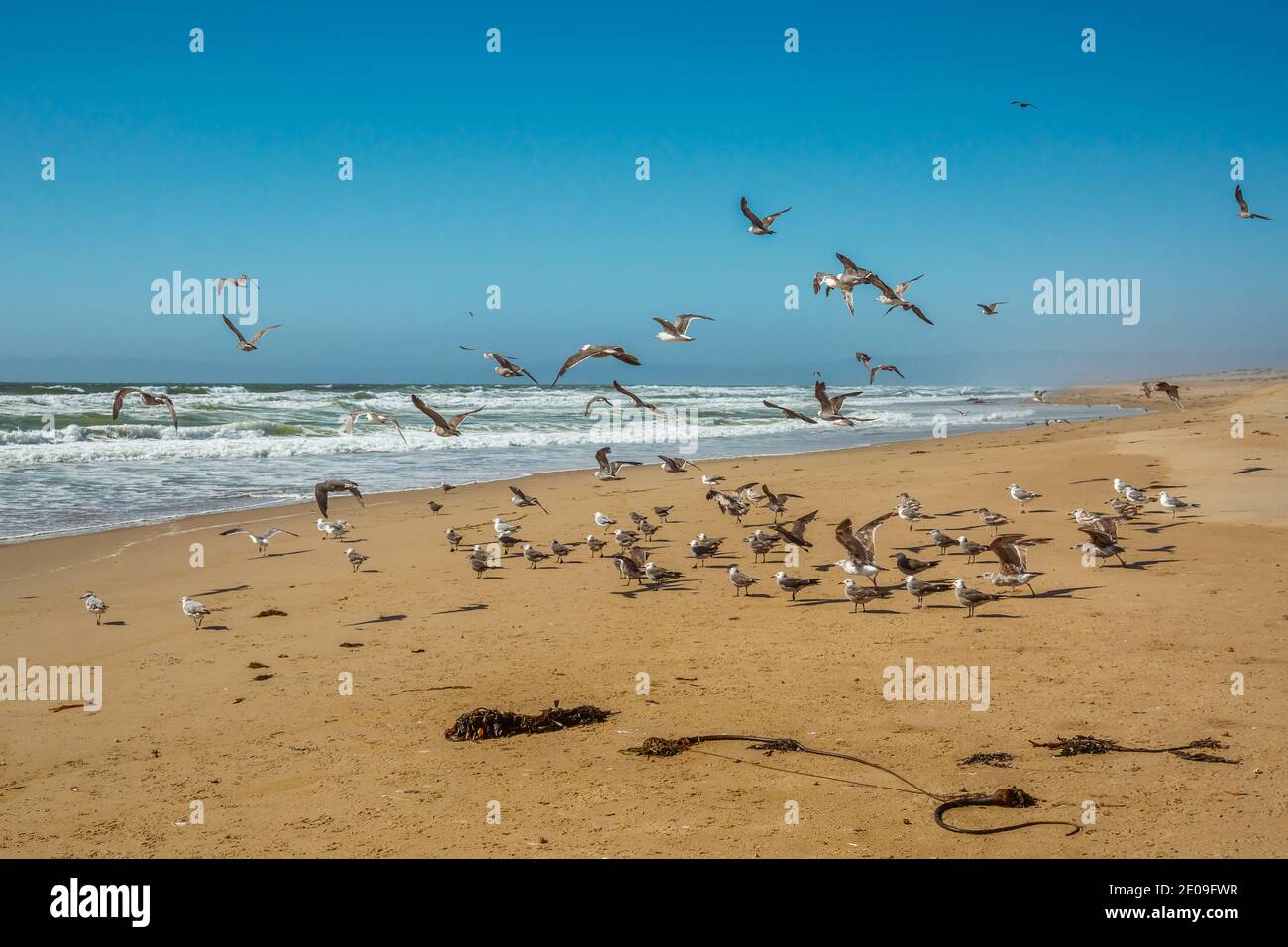 Flock of birds on the beach. Great colony of seagulls, Gudalupe Dunes ...