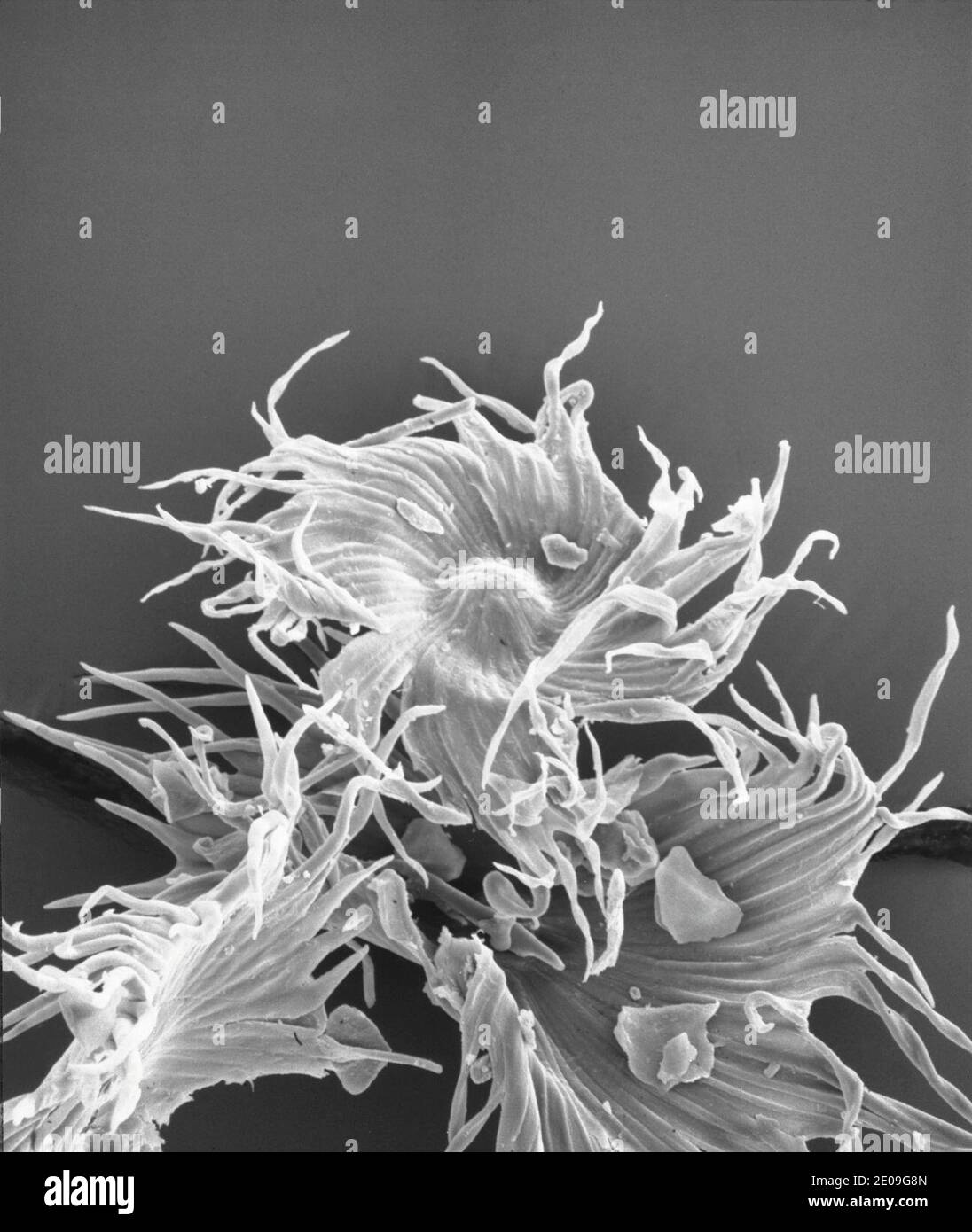 Lepidote scales on Elaeagnus angustifolia high res Stock Photo - Alamy