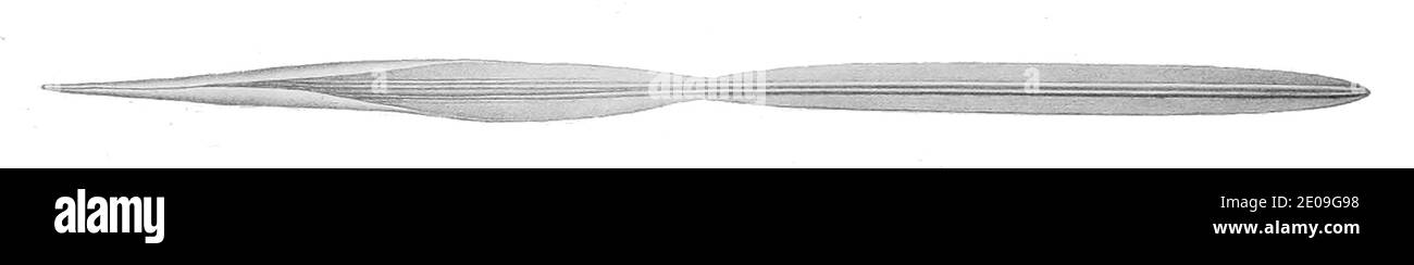 Gladius Black and White Stock Photos & Images - Alamy