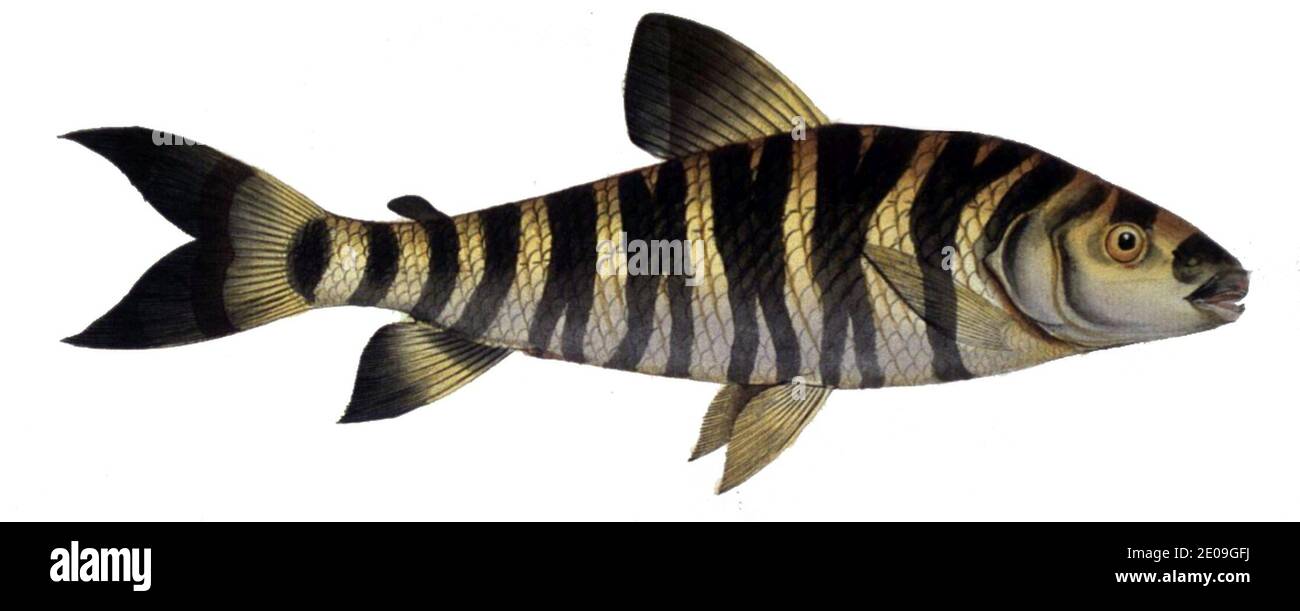 Leporinus hi-res stock photography and images - Alamy