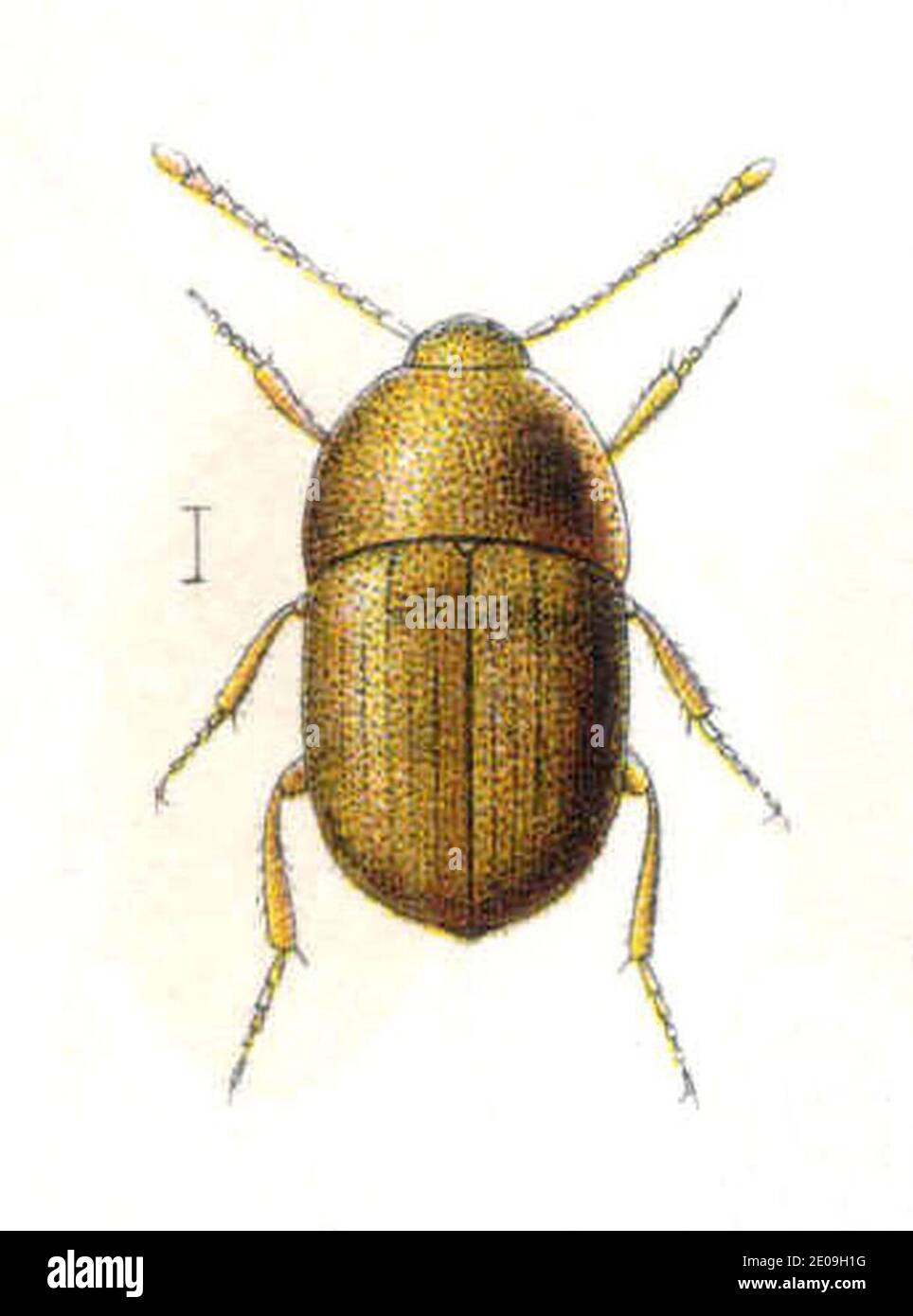 Testaceus hi-res stock photography and images - Alamy