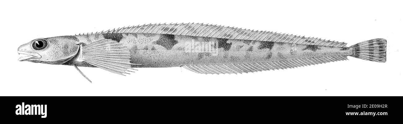 Maculatus Black and White Stock Photos & Images - Alamy