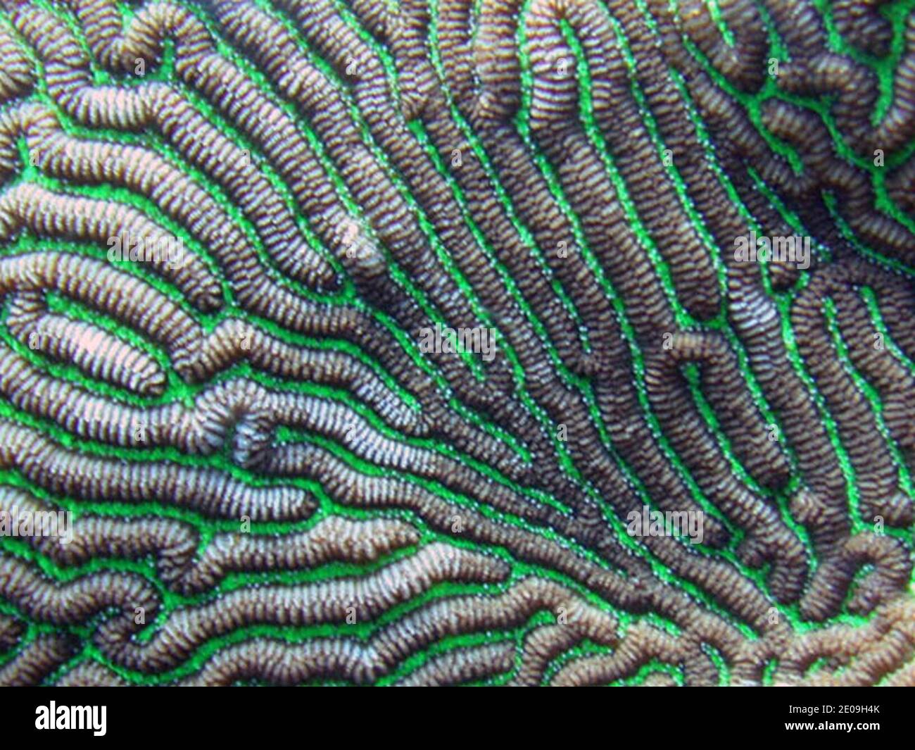 Leptoria phrygia hi-res stock photography and images - Alamy