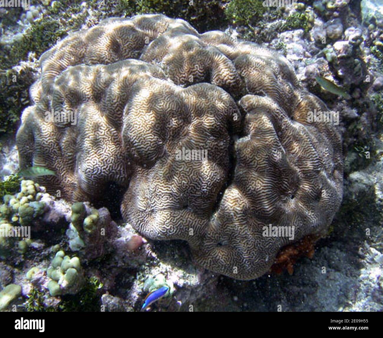 Leptoria phrygia hi-res stock photography and images - Alamy
