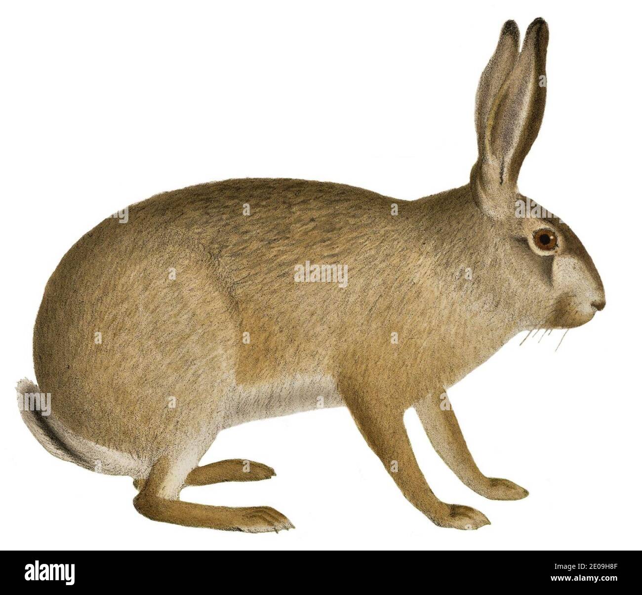 Lepus timidus - 1700-1880 - Print - Iconographia Zoologica -(white ...