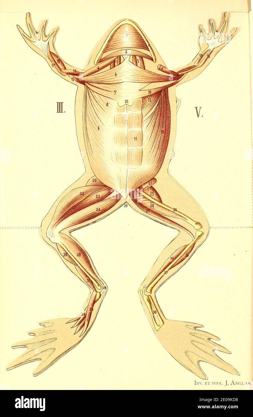 Les animaux de laboratoire- La grenouille (Anatomie et dissection ...