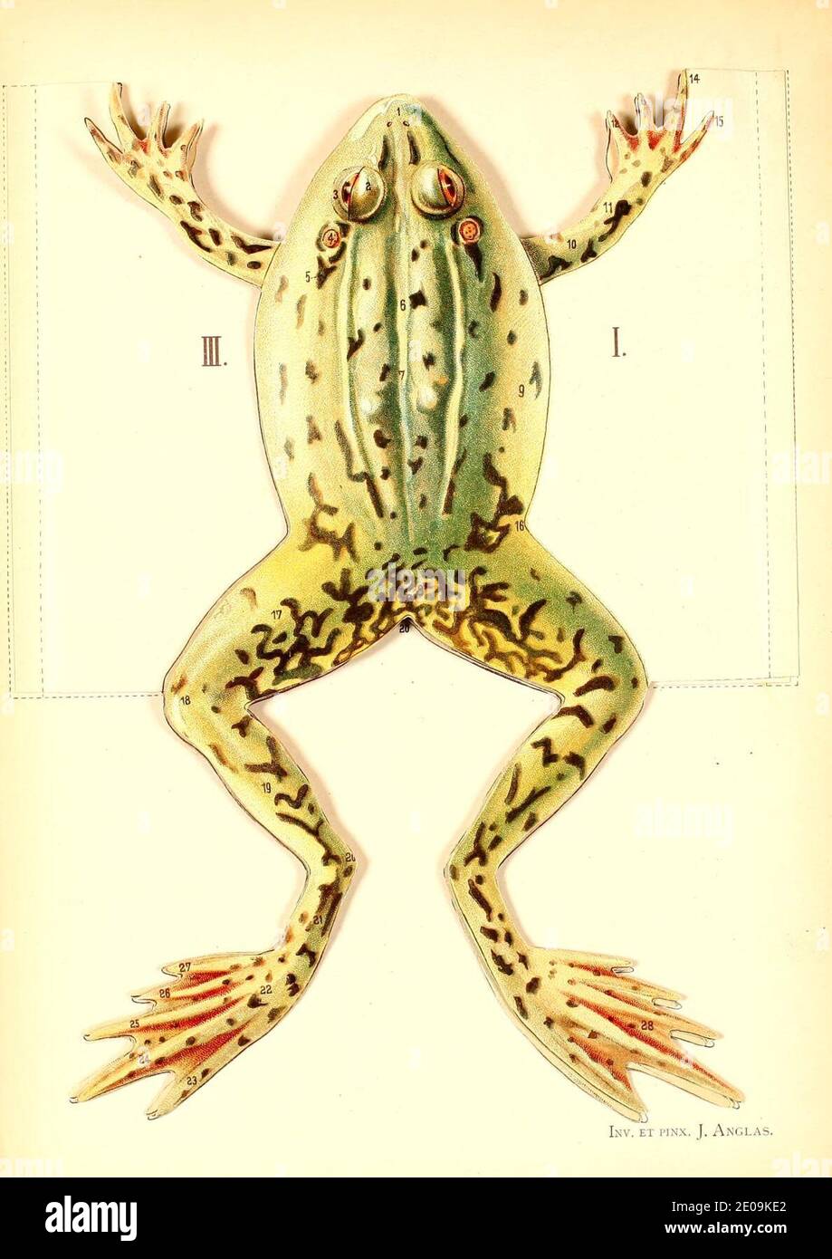 Les animaux de laboratoire- La grenouille (Anatomie et dissection ...