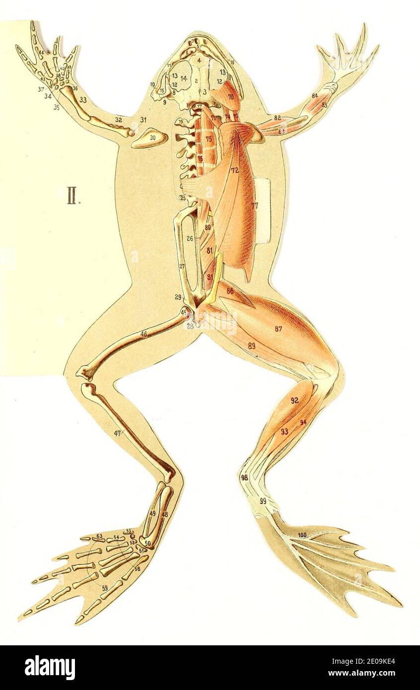 Les animaux de laboratoire- La grenouille (Anatomie et dissection ...