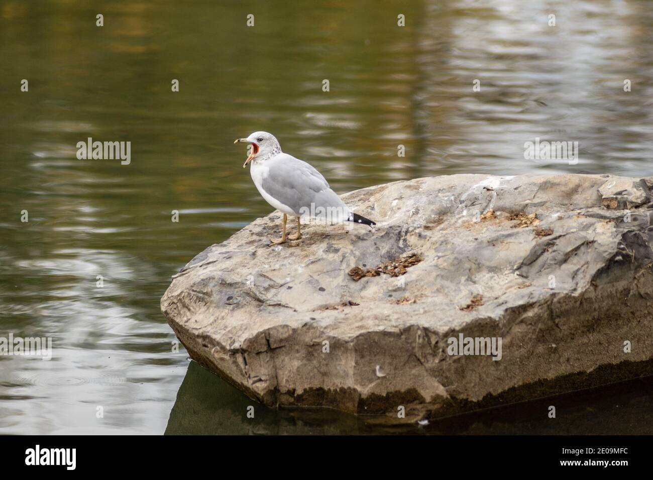 Bird stand hi-res stock photography and images - Alamy