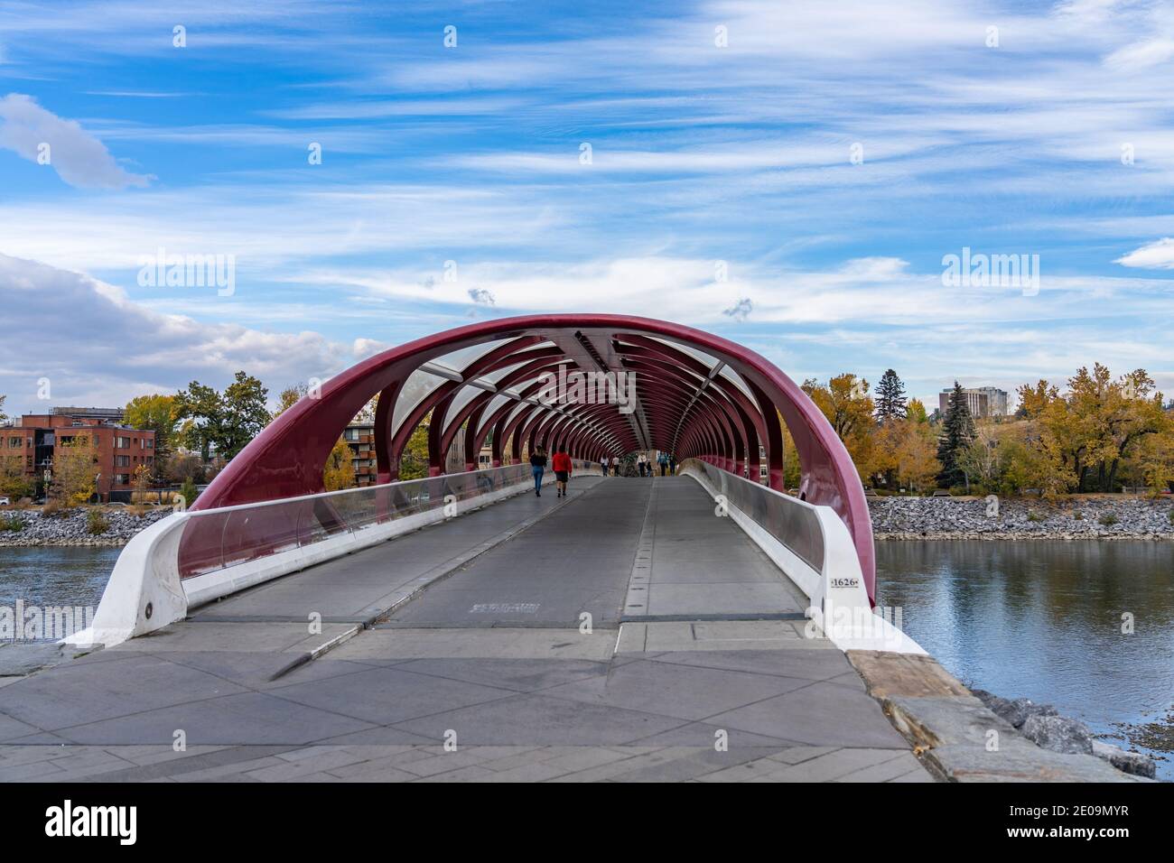 Prince's Island Park Peace bridge. Autumn foliage scenery in downtown Calgary Bow river bank ...