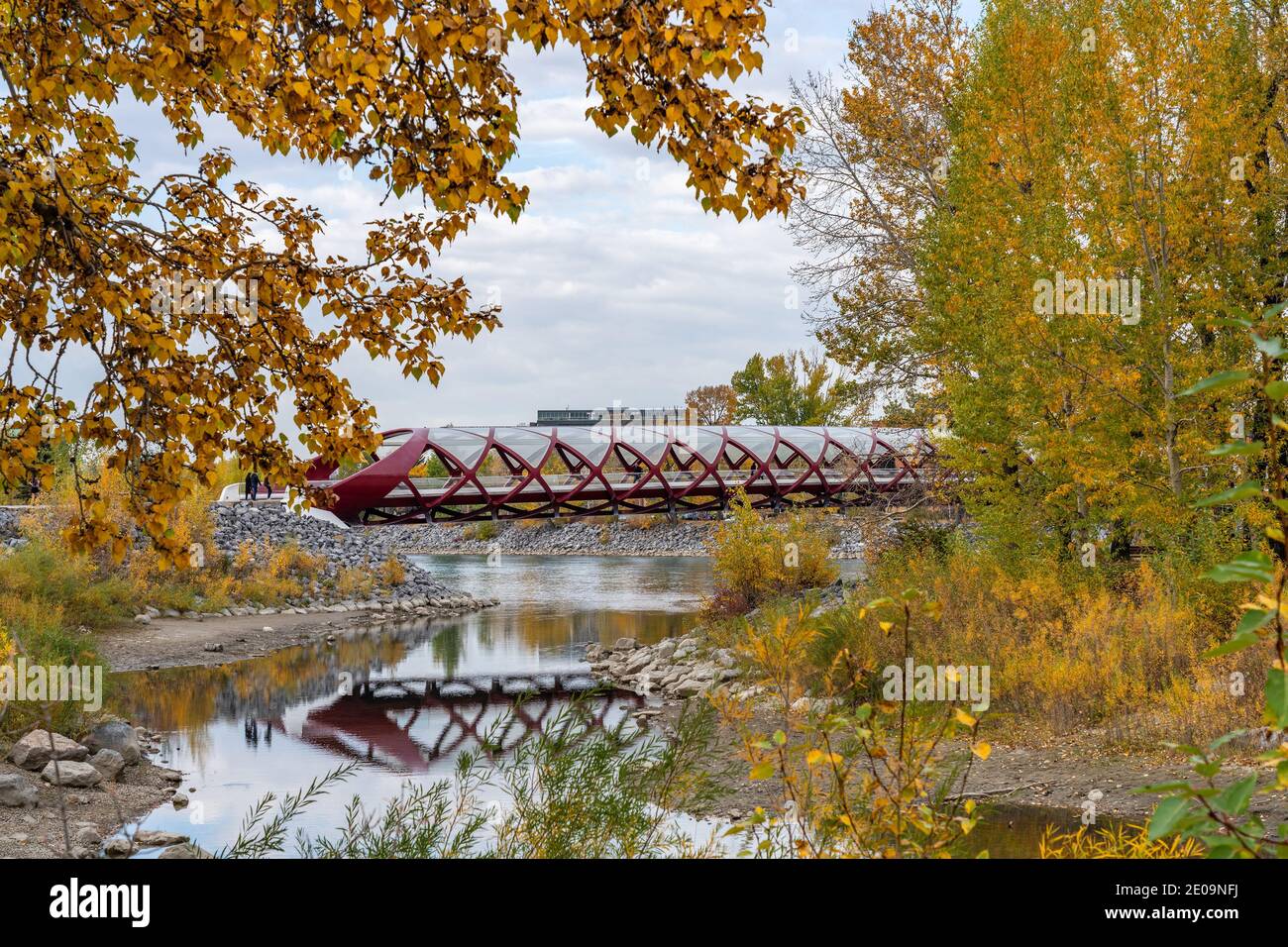 Prince's Island Park Peace bridge. Autumn foliage scenery in downtown Calgary Bow river bank ...