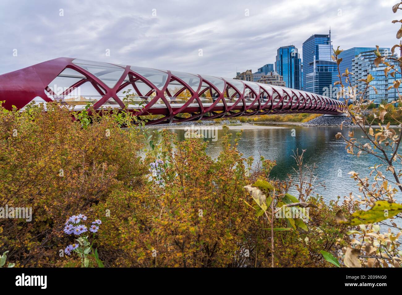 Prince's Island Park Peace bridge. Autumn foliage scenery in downtown Calgary Bow river bank ...