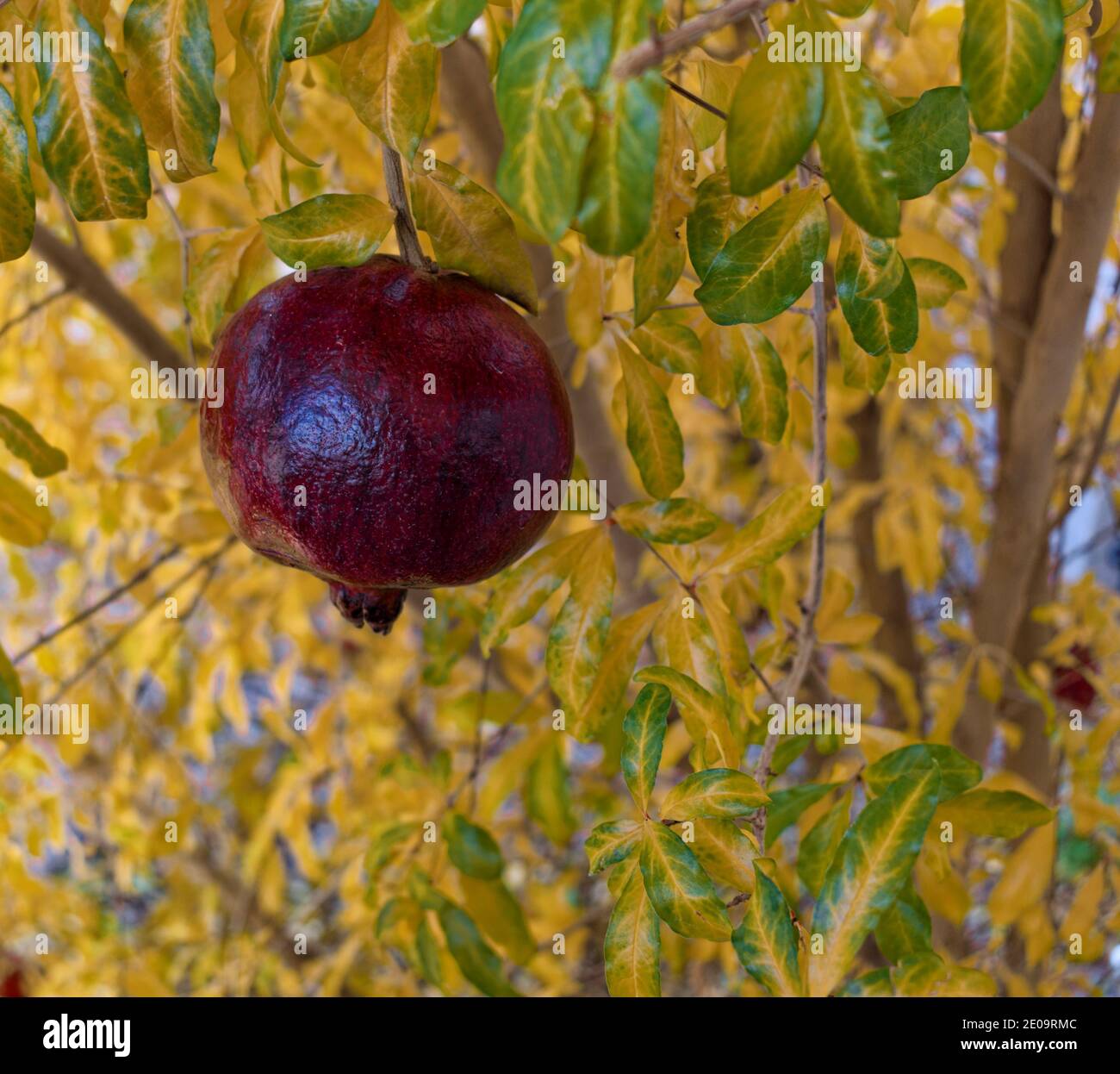 Beautiful pomegranate tree hi-res stock photography and images - Alamy
