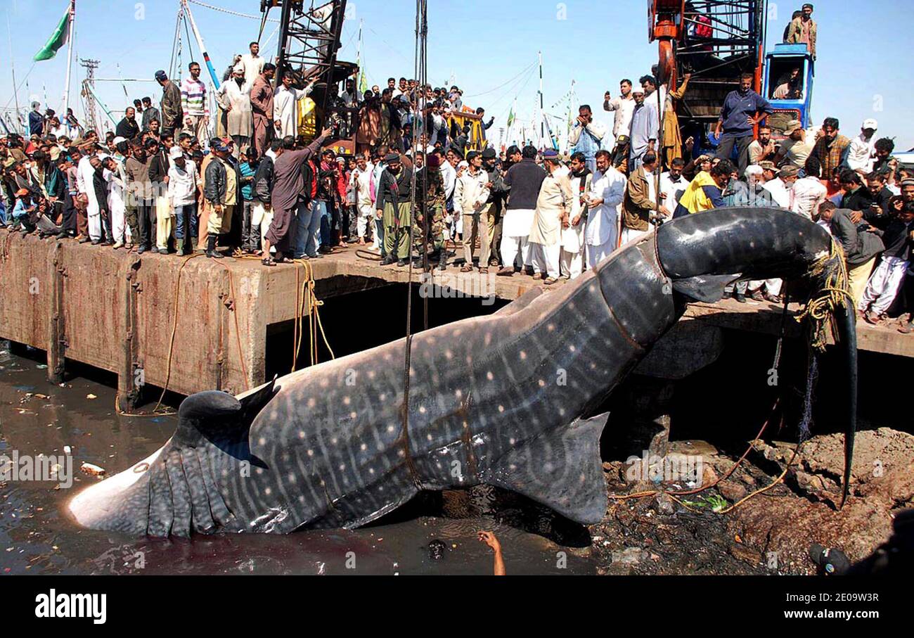 A dead whale shark fishermen hi-res stock photography and images - Alamy