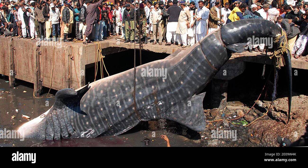Pakistani fishermen and peoples watching to a whale shark from the ...
