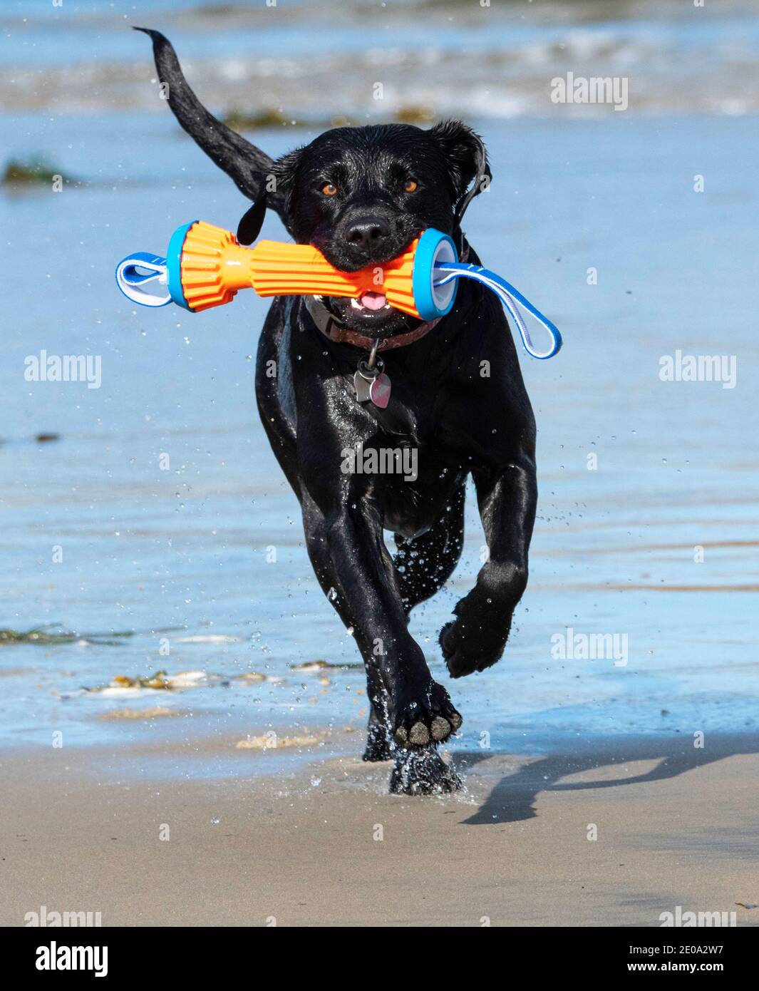 Black Labrador running at the beach with an orange toy Stock Photo - Alamy