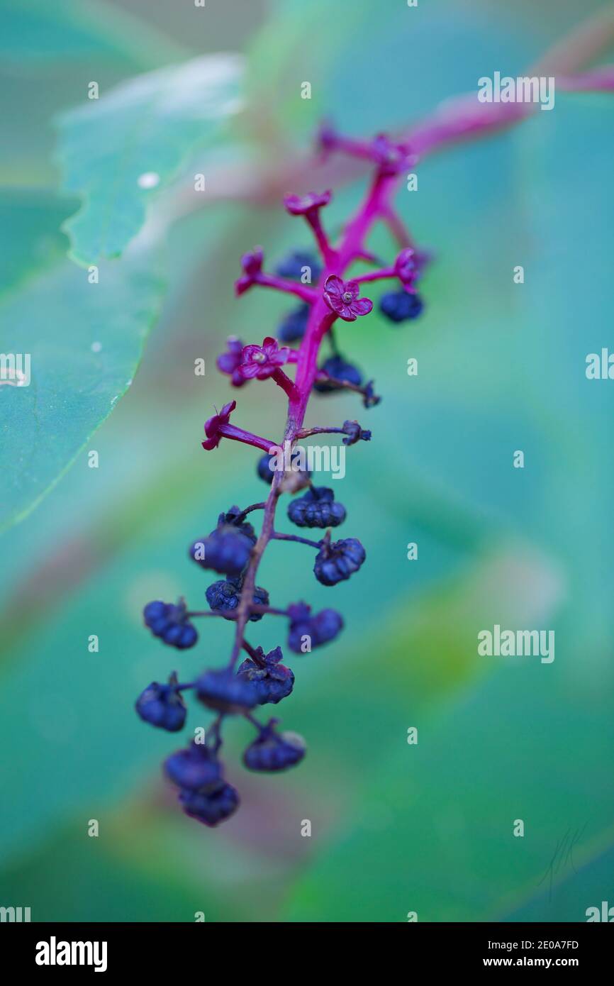 Pink berry plant hi-res stock photography and images - Alamy