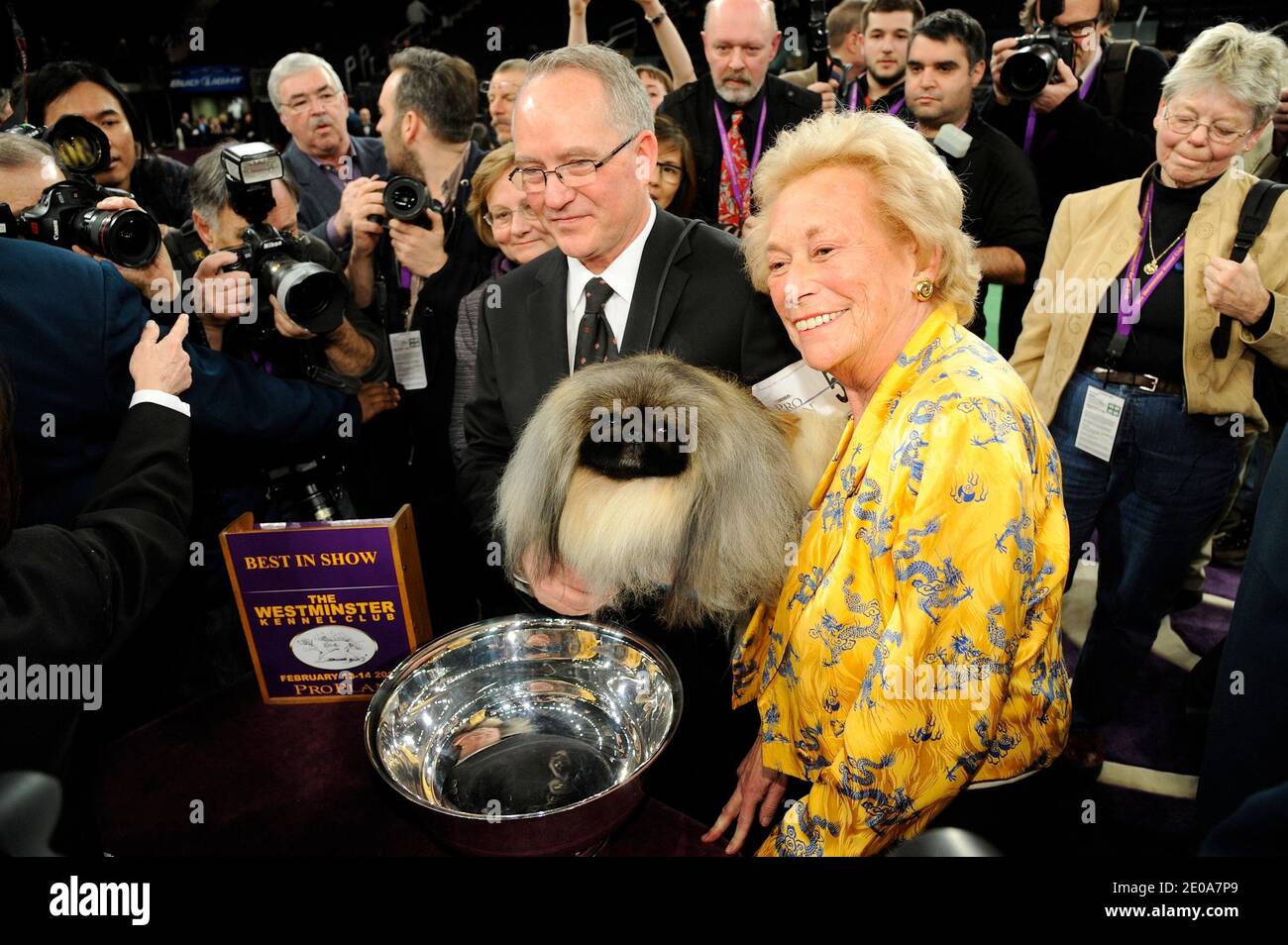 Pekingese malachy hi-res stock photography and images - Alamy